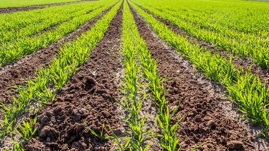 CRF crop rotation – How could crop rotation be implemented in the CRF ...